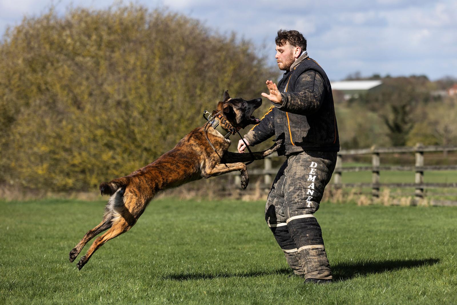 Custom K9 UK Dog Training